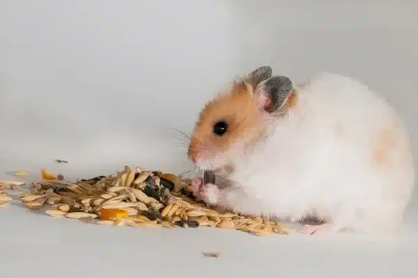 Hamster Care Guide - LittleGrabbies