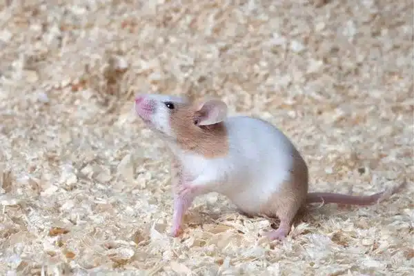 Fancy Mouse Care Guide - LittleGrabbies