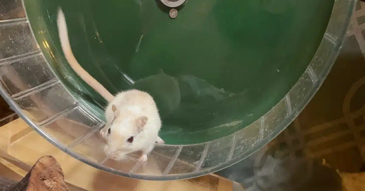 All About Gerbil Declanning & How to Prevent It - LittleGrabbies