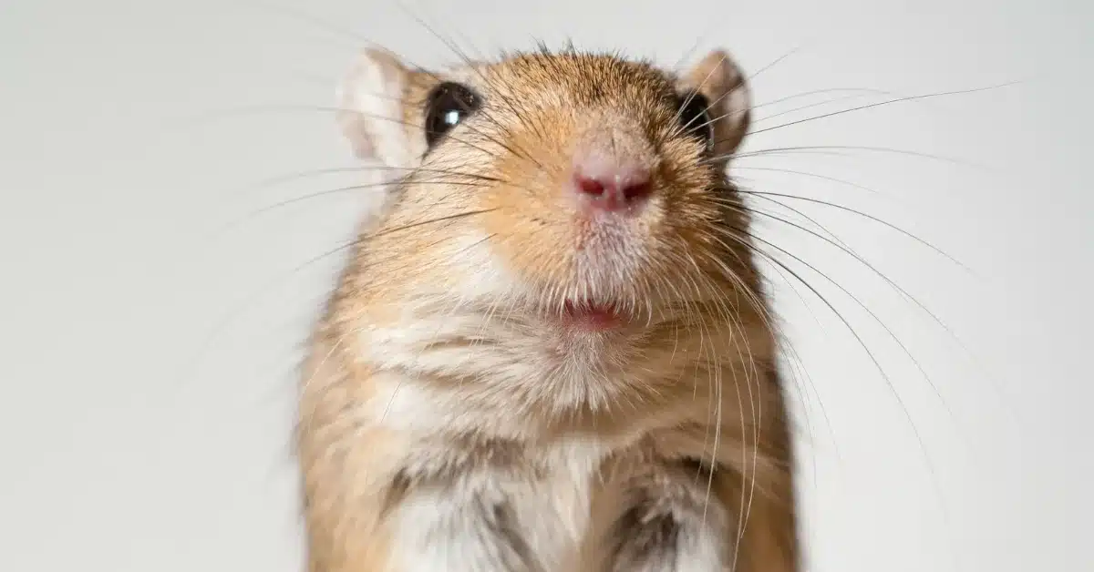 Gerbil Misconceptions: Fact vs. Fiction - LittleGrabbies