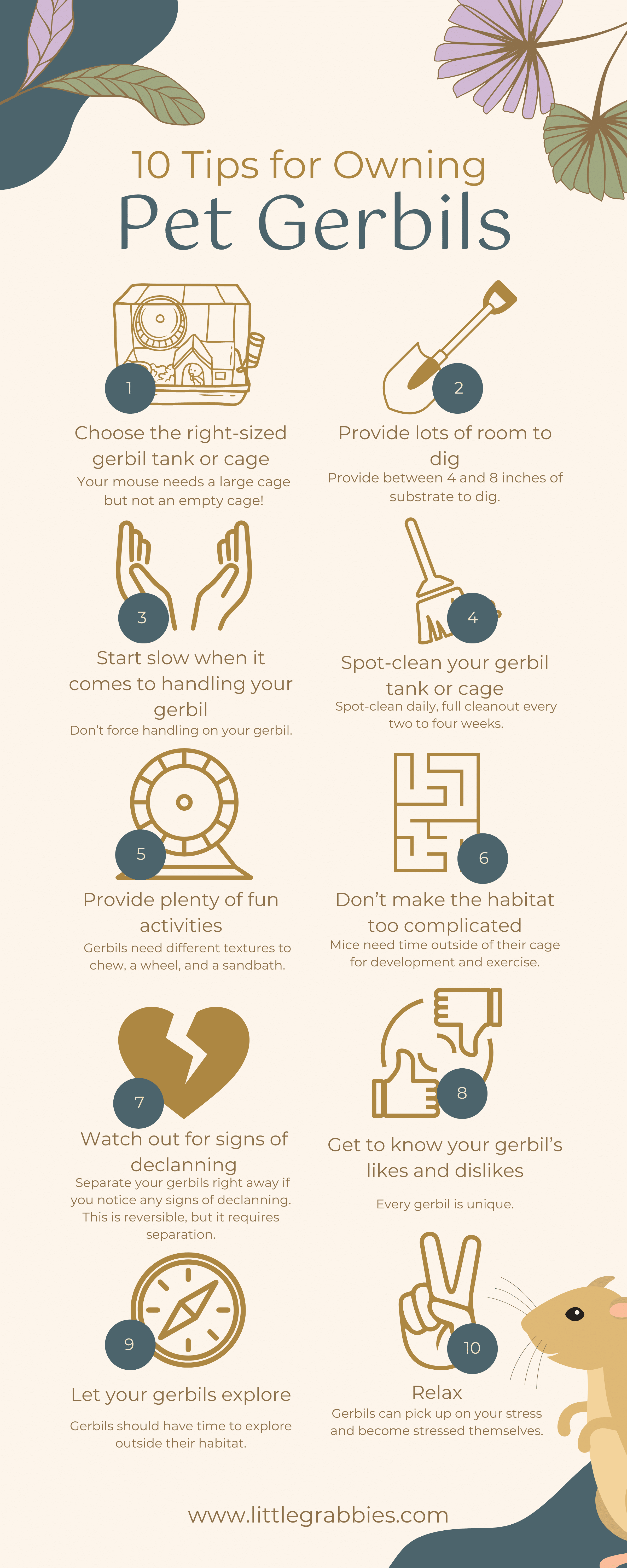 How to Care for Gerbils as Pets: Top 10 Tips from Gerbil Owners ...