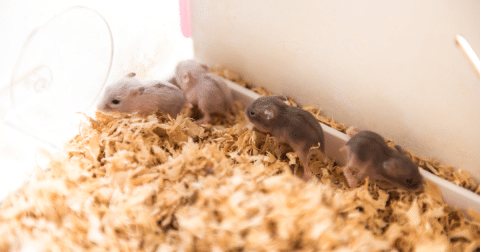 How to Care for Baby Hamsters: Complete Guide - LittleGrabbies