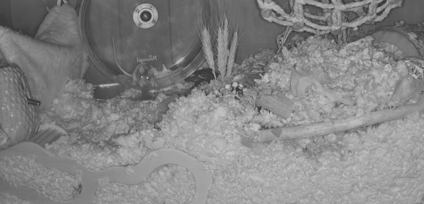 Fancy Mouse Care Guide: What New Owners Need to Know